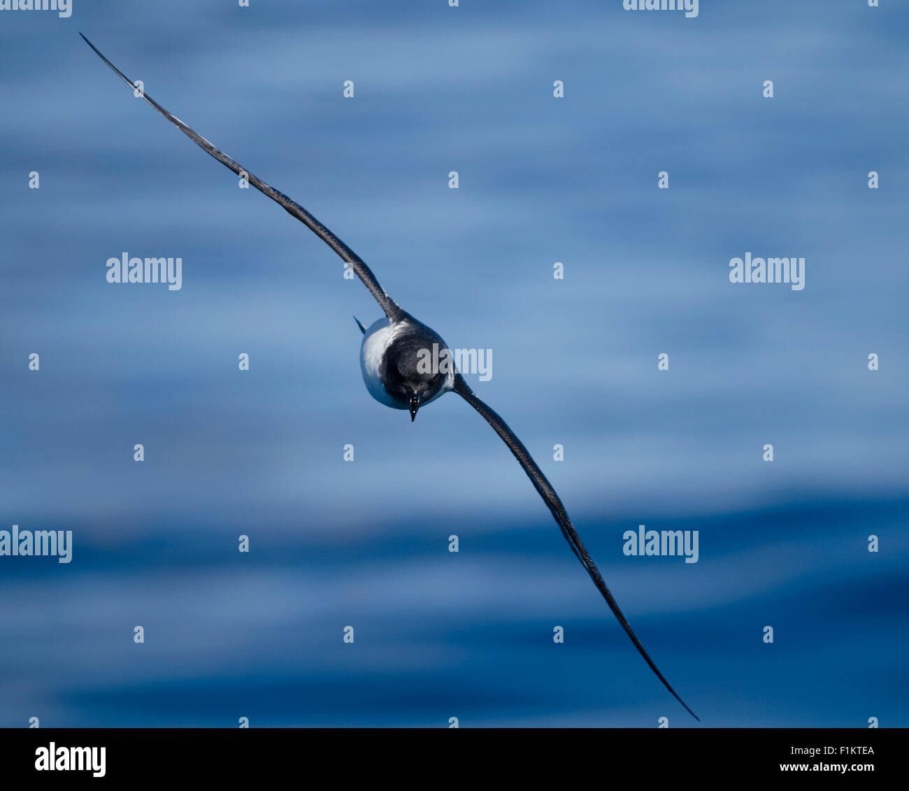 Cape petrel in flight Daption capense in antarctica Stock Photo - Alamy
