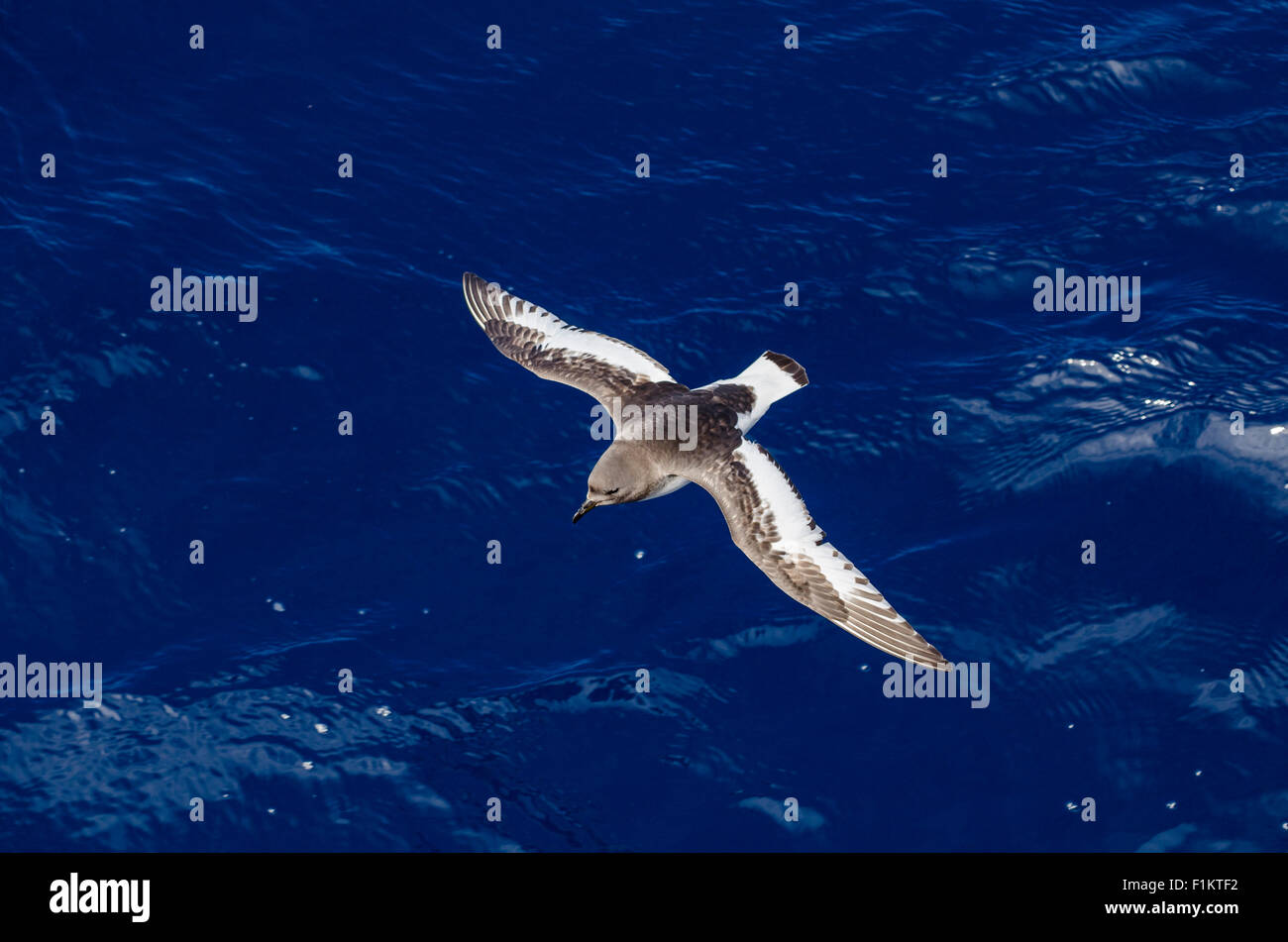 Antarctic petrel Thalassoica antarctica in Antarctica Stock Photo - Alamy