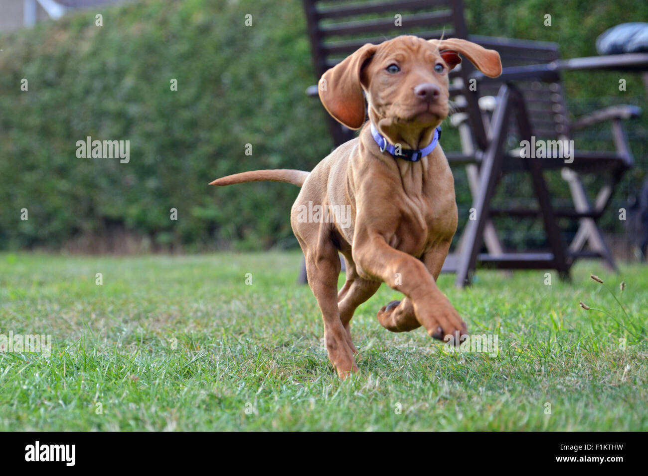 Vizsla run hi-res stock photography and images - Alamy