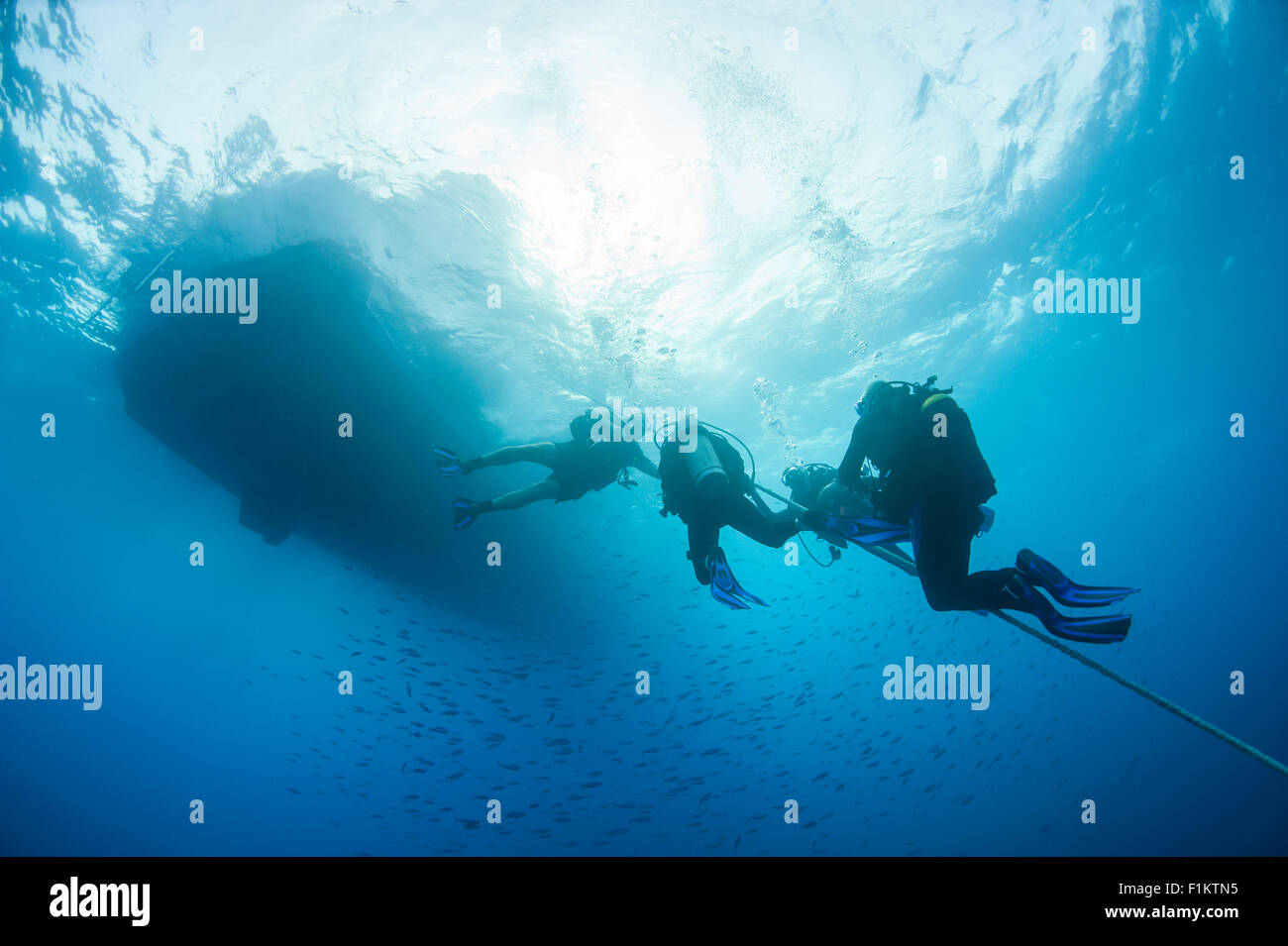 Group of divers decompressing underwater on a rope in open water Stock ...