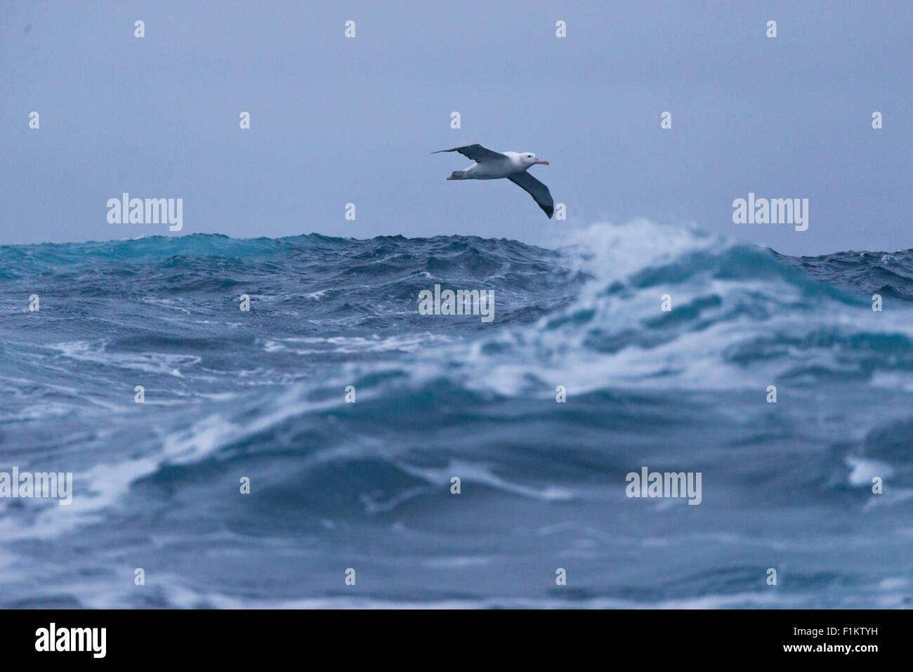 A wandering albatross, Diomedea exulans, in the Drake Passage ...