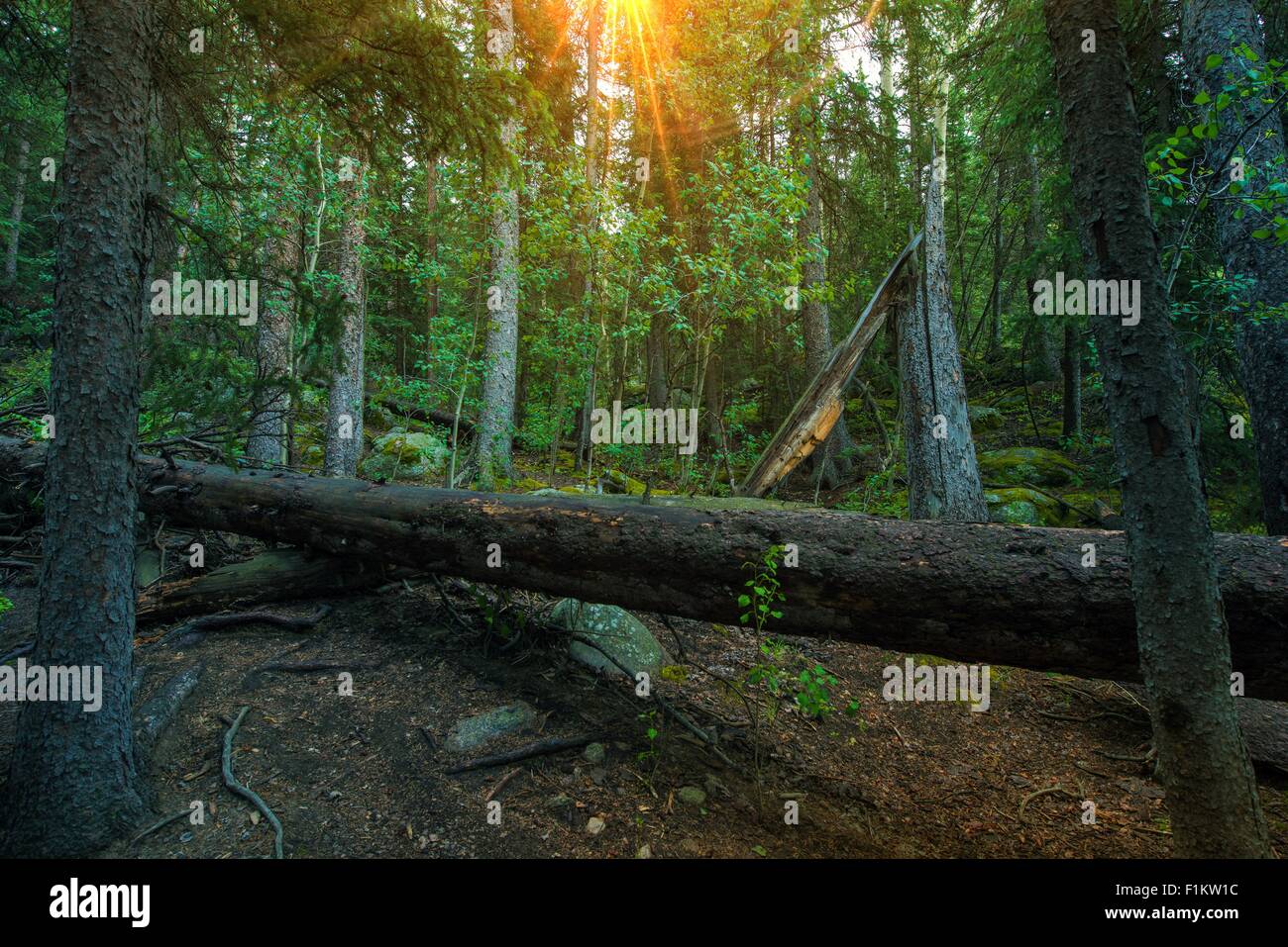 Wind Damaged Tree in the Dark Forest. Forest Landscape with Sun Rays ...