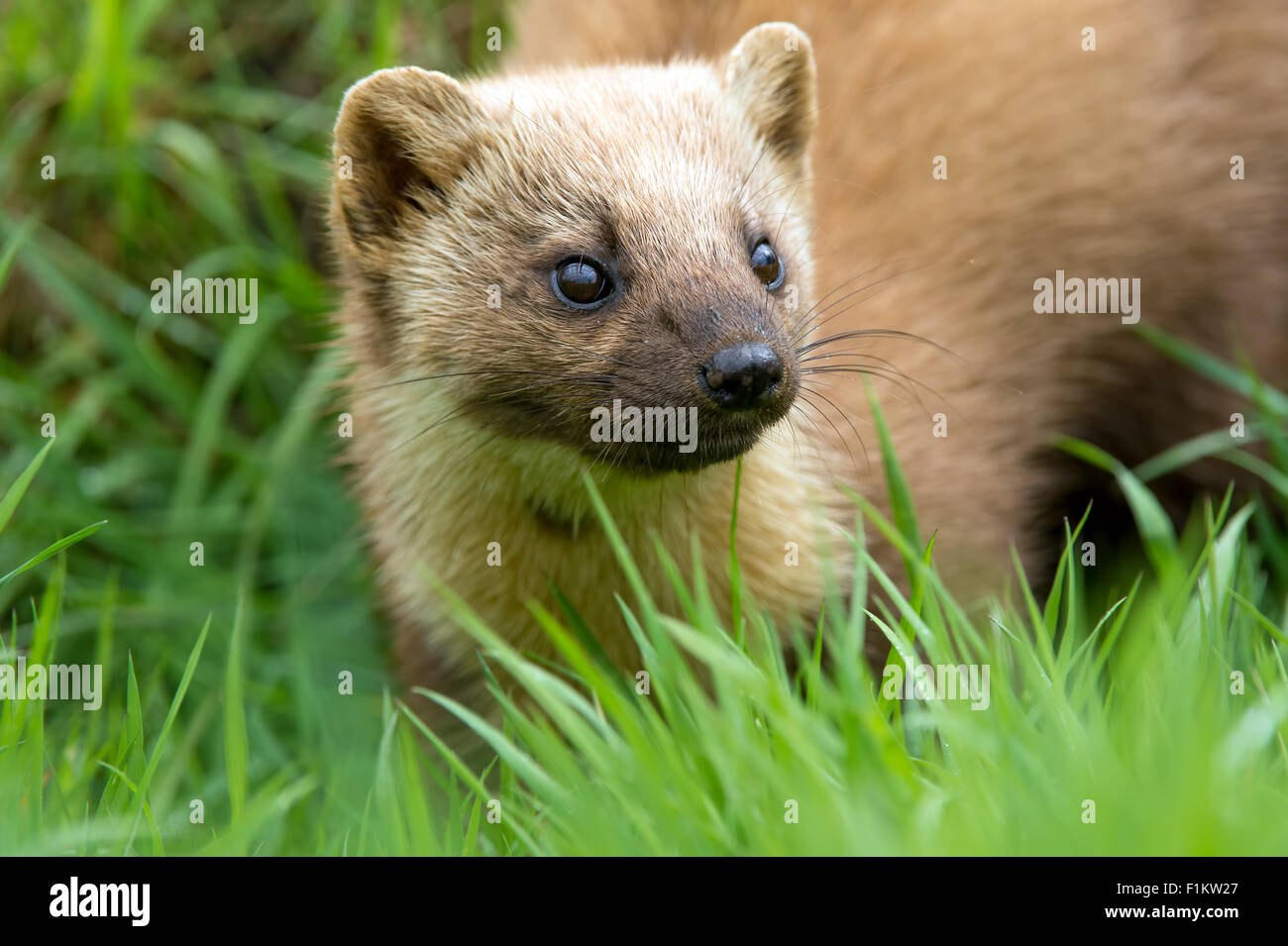 Pine marten fur hi-res stock photography and images - Alamy