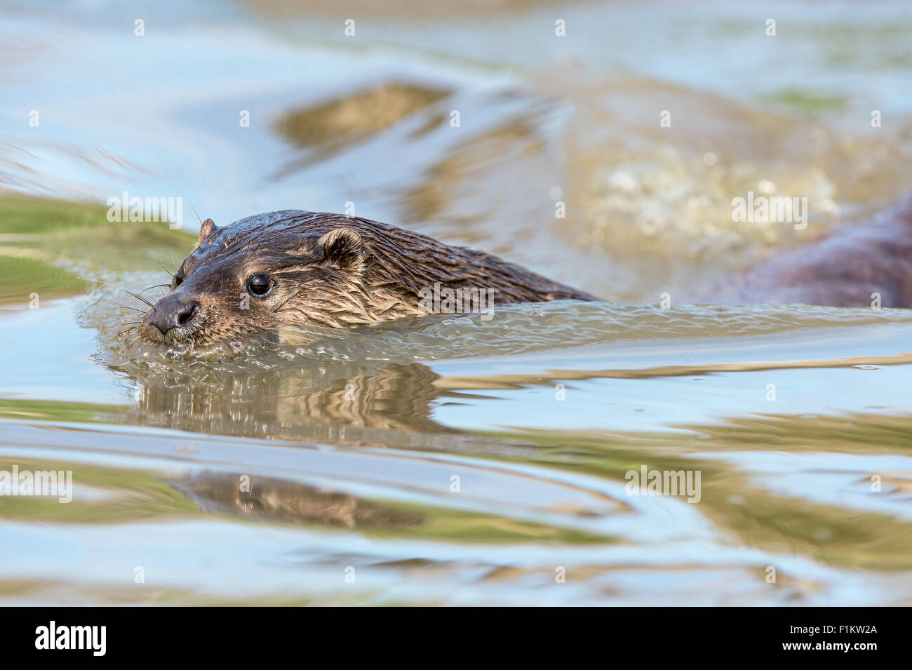 European Otter (Lutra Lutra Stock Photo - Alamy