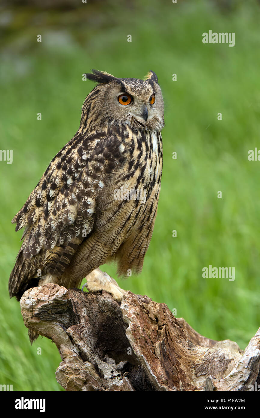 Eurasian Eagle Owl (bubo bubo Stock Photo - Alamy