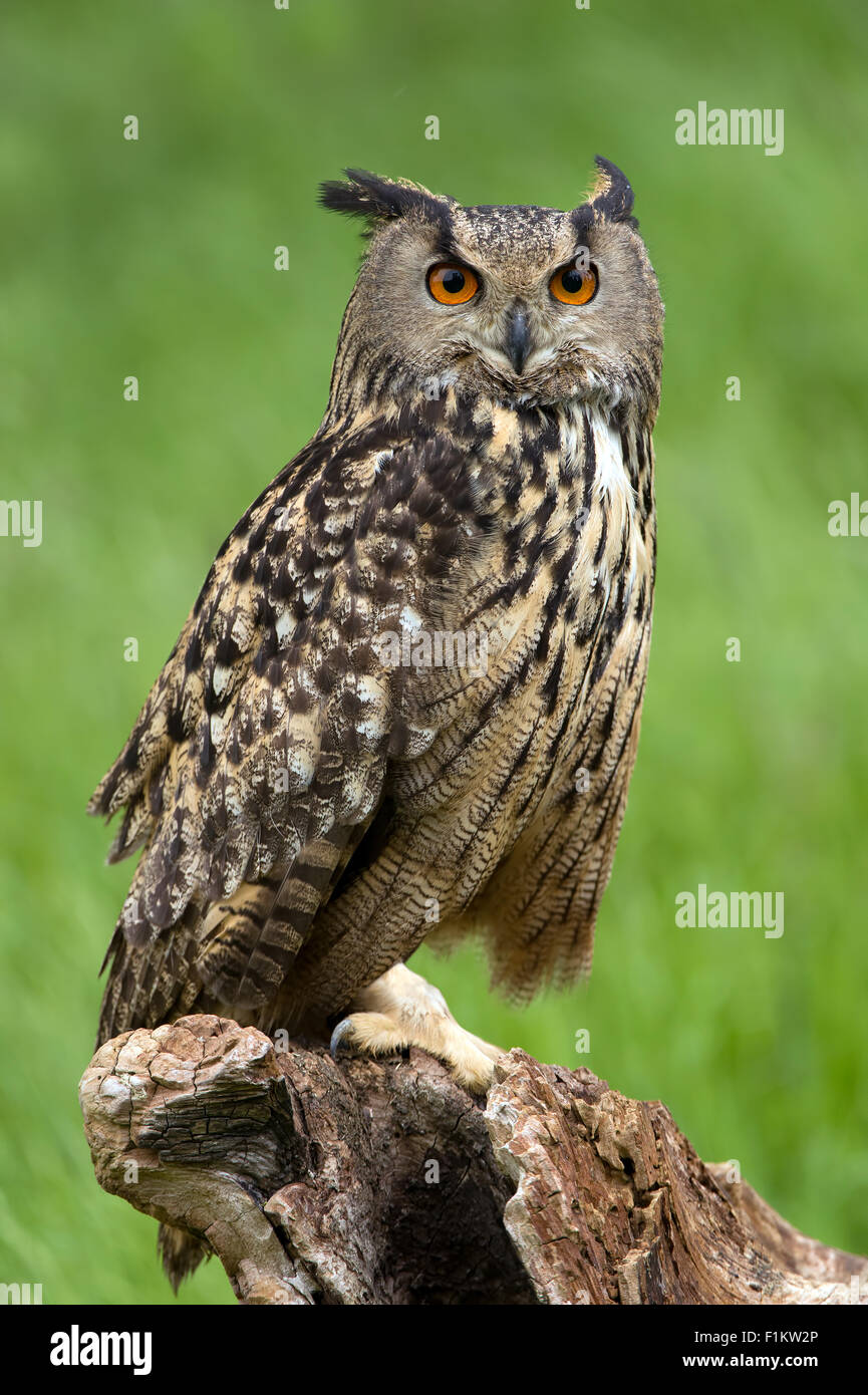 Eurasian Eagle Owl (bubo bubo Stock Photo - Alamy