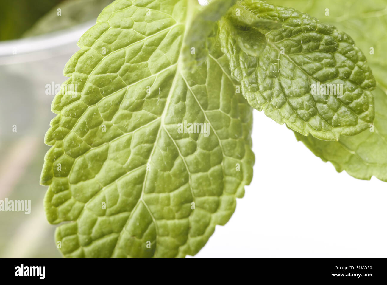 sprig of mint Stock Photo - Alamy