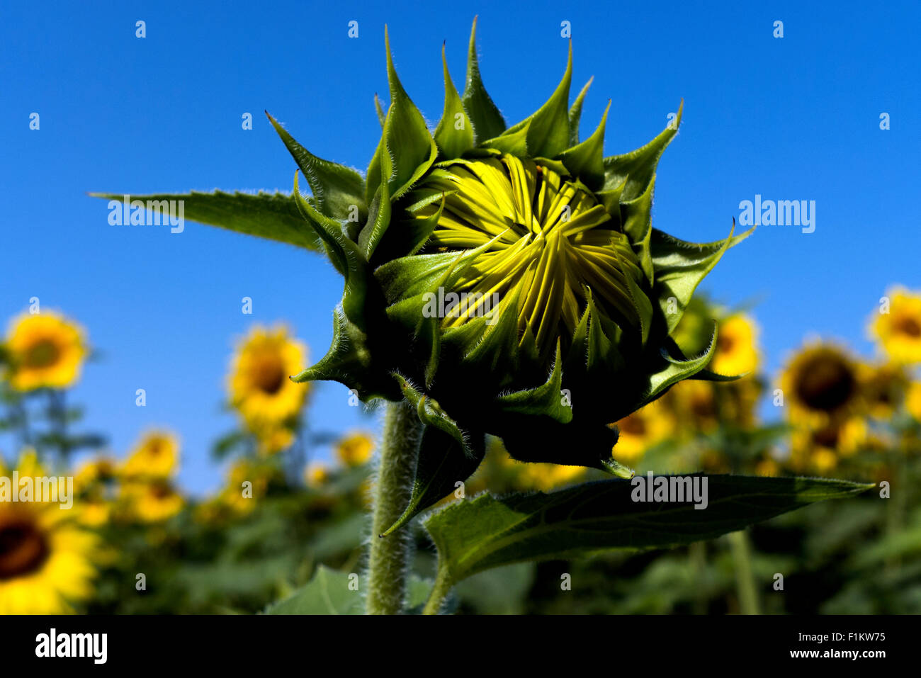 Bud sunflower hi-res stock photography and images - Alamy