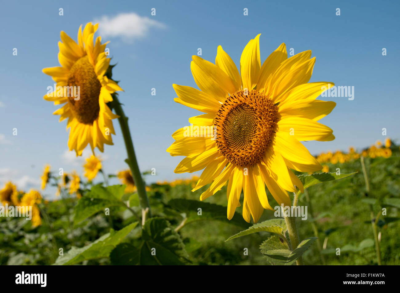 Huge sunflowers hi-res stock photography and images - Alamy