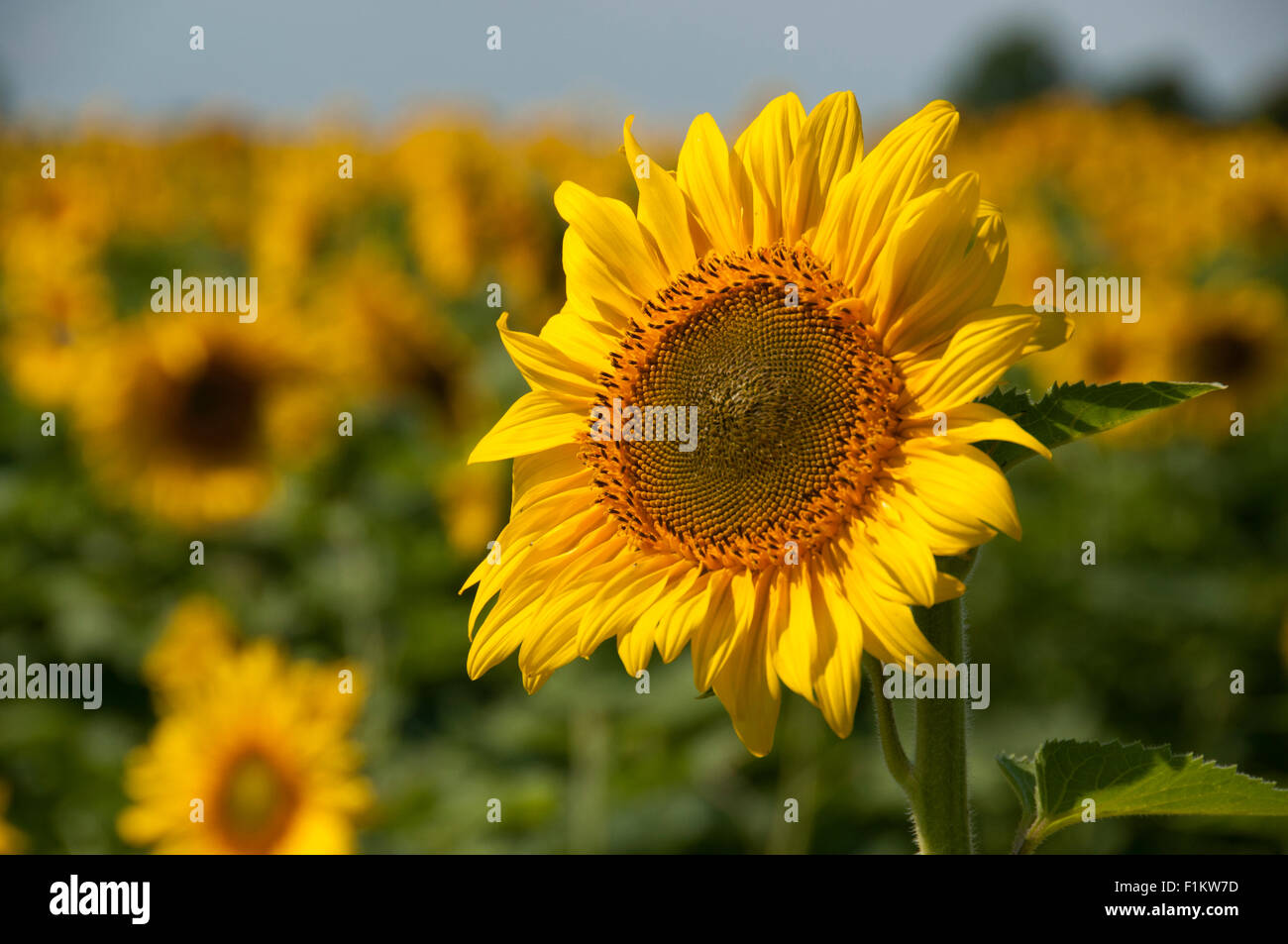 Single sunflower bloom hi-res stock photography and images - Alamy