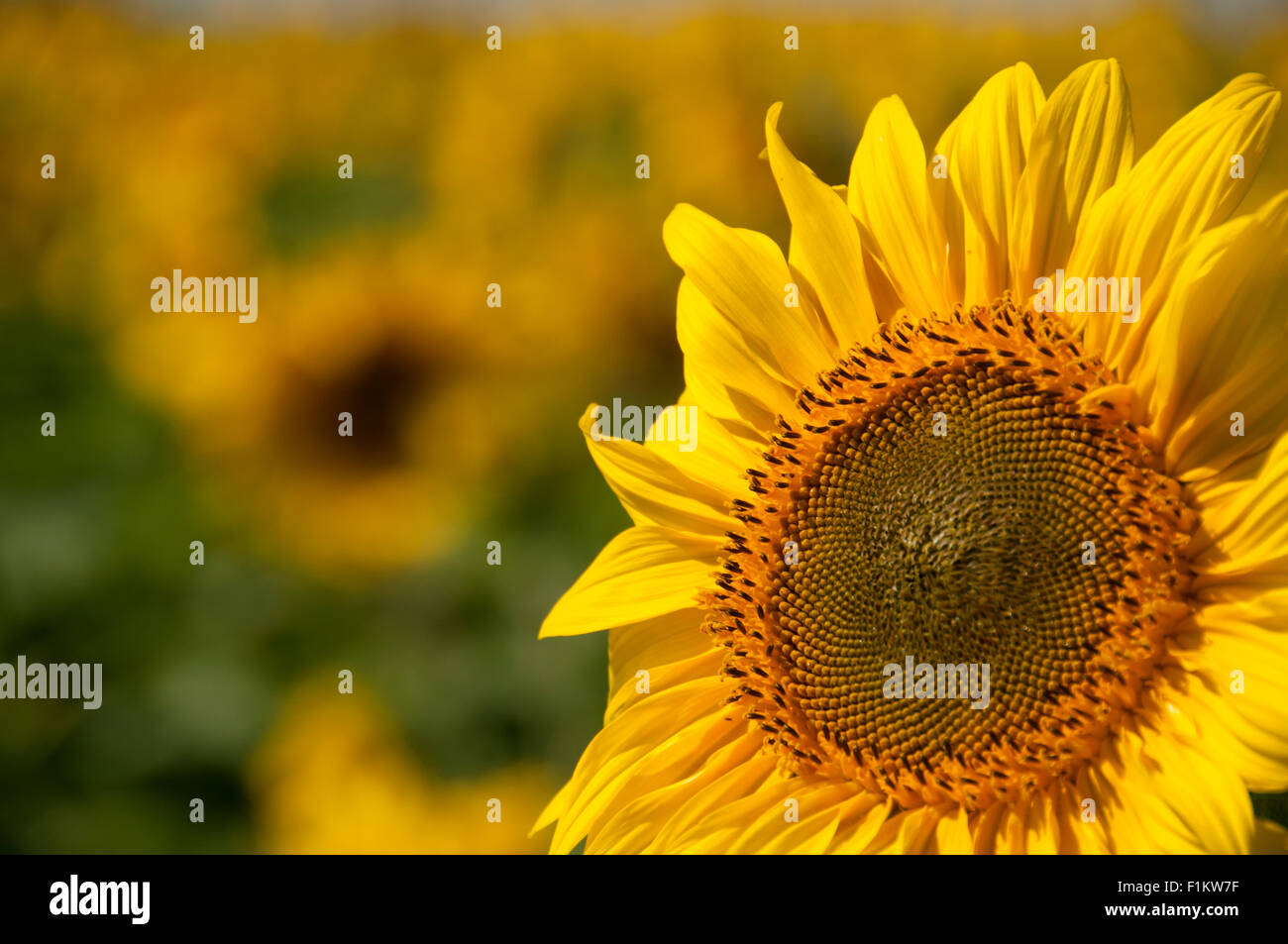 Huge sunflower hi-res stock photography and images - Alamy
