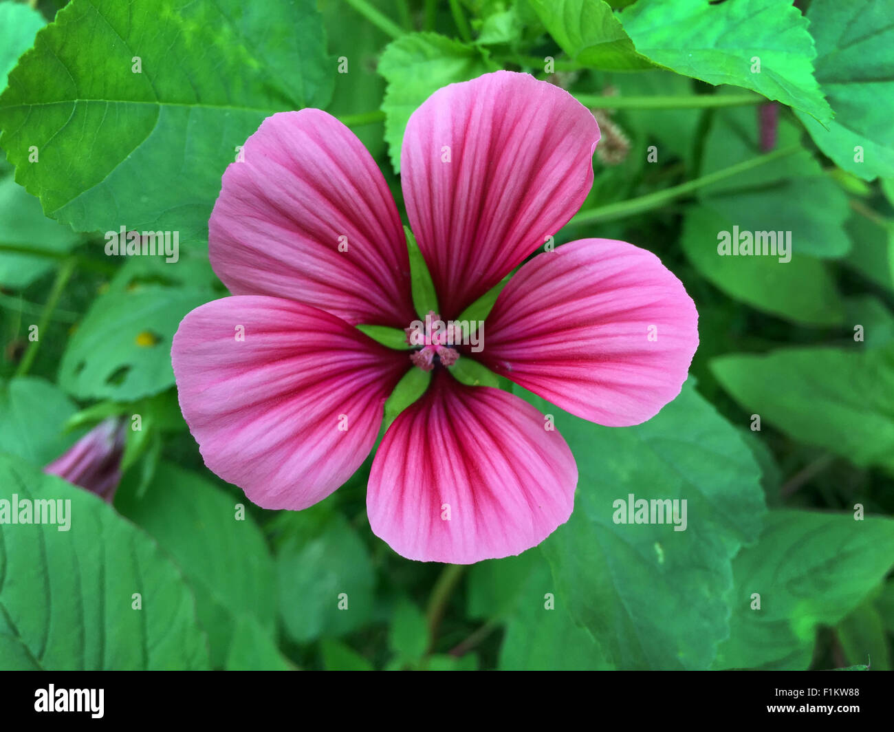 Pink Flowers With Five Petals