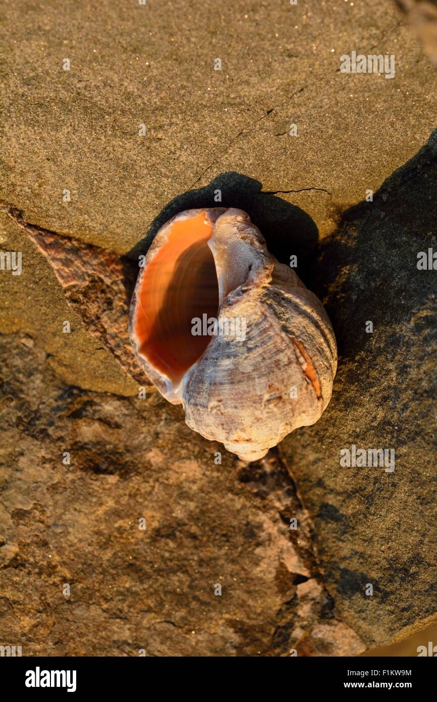 Large seashell on a rock Stock Photo - Alamy