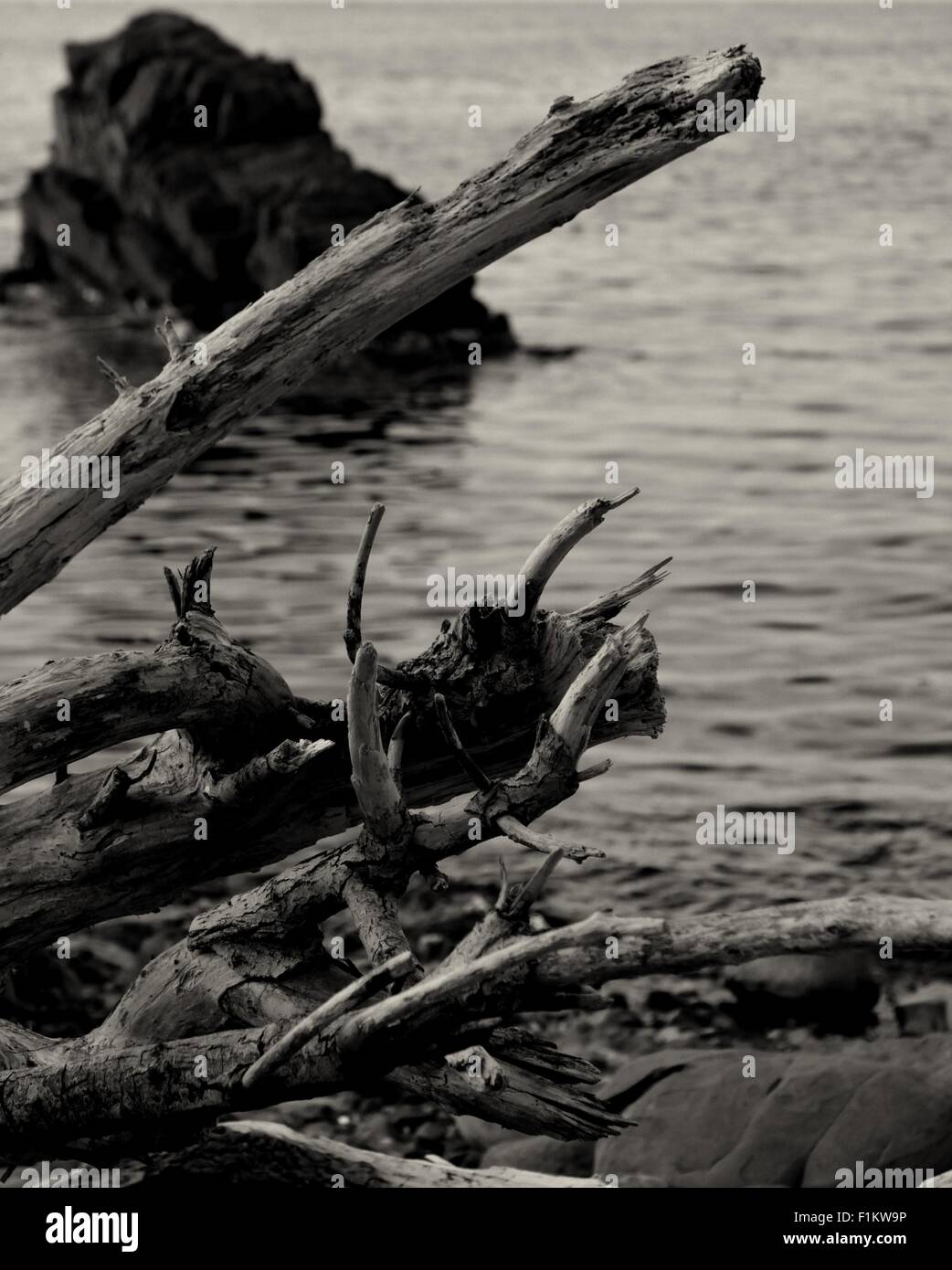 Dead tree on the beach and coastal rock in the sea, black and white ...