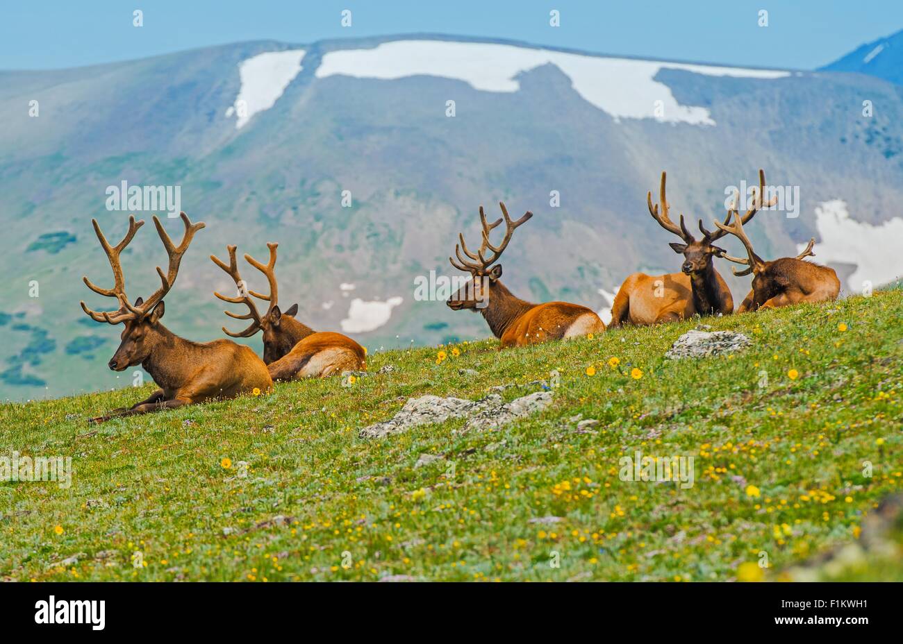 Gang of Elks in Colorado. North American Elk on the Hill. Rocky ...