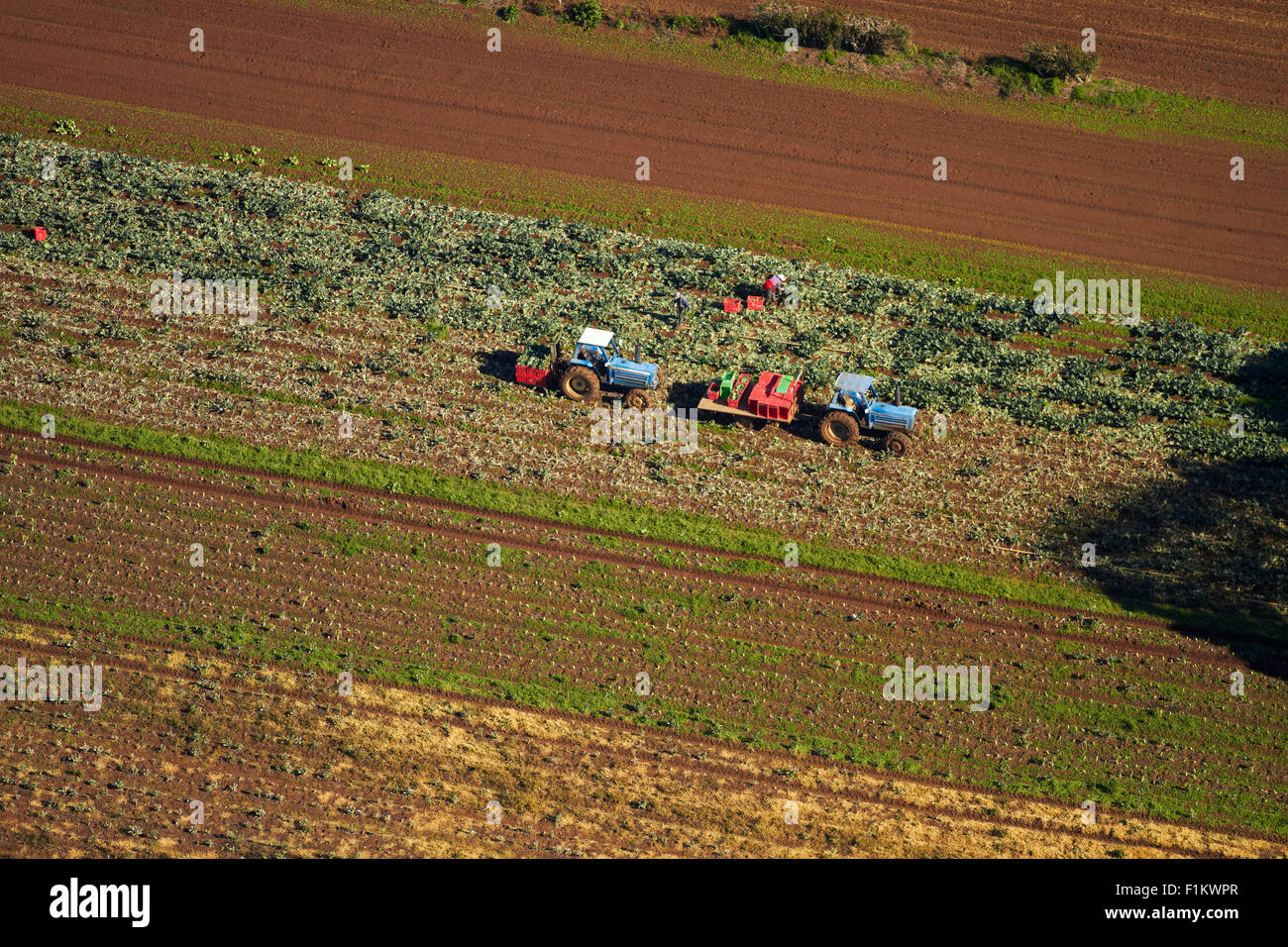 Tractors and vegetable crops, Bombay Hills, South Auckland, North ...