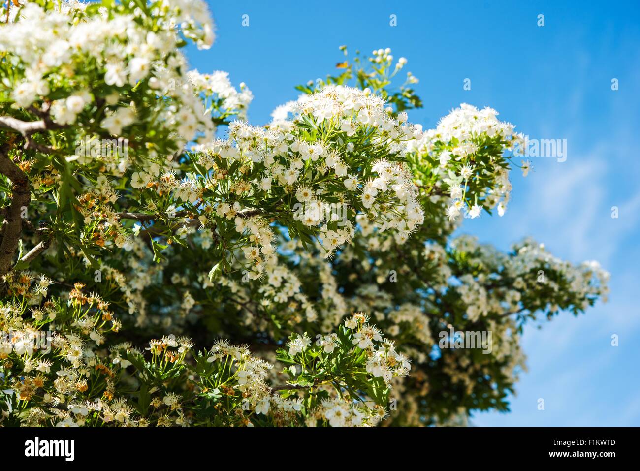 Spring Blossom Branches on the Blue Sky Stock Photo - Alamy