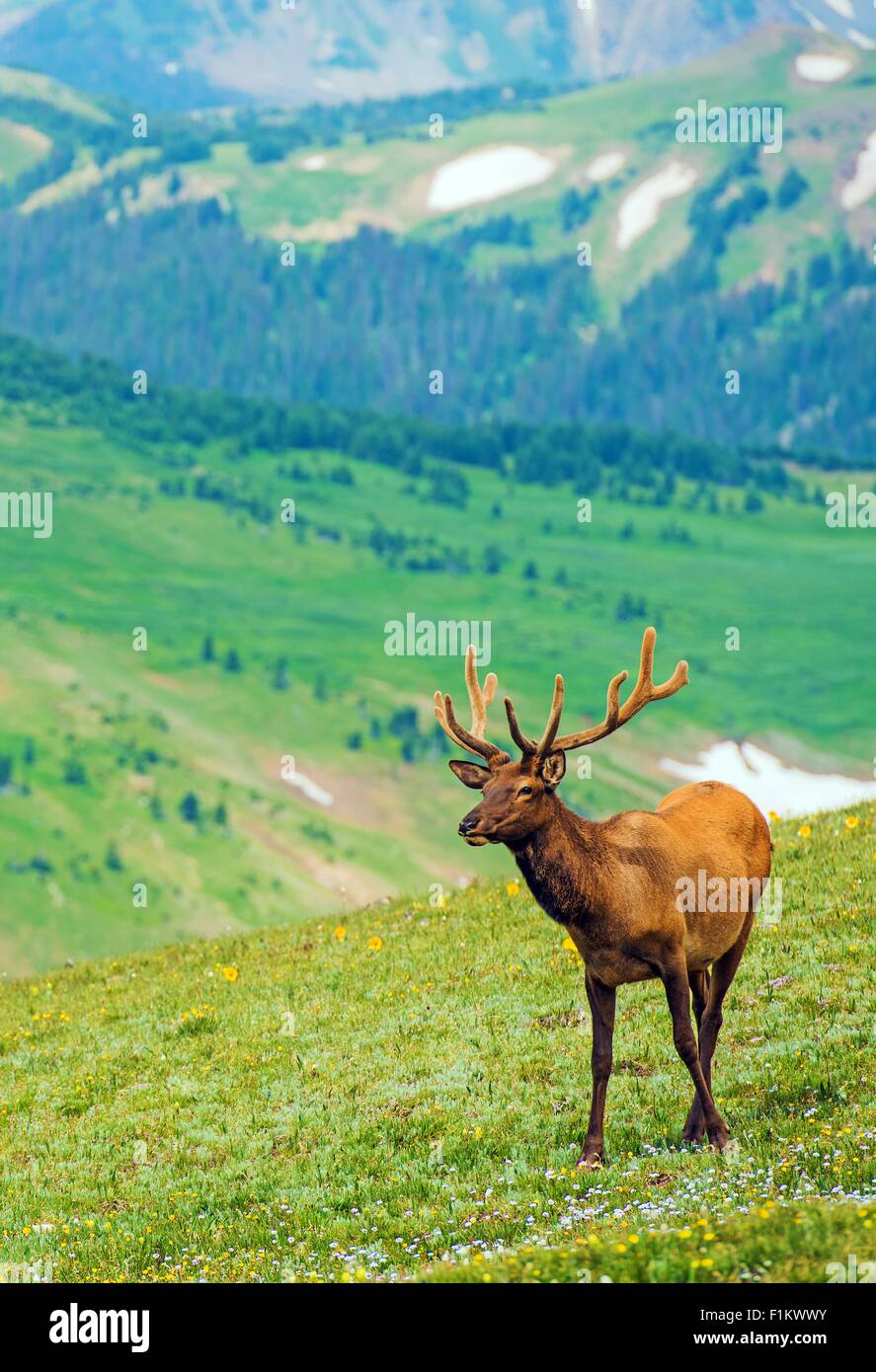 Elk on the Mountain Meadow Vertical Photo. North American Elk. Colorado ...