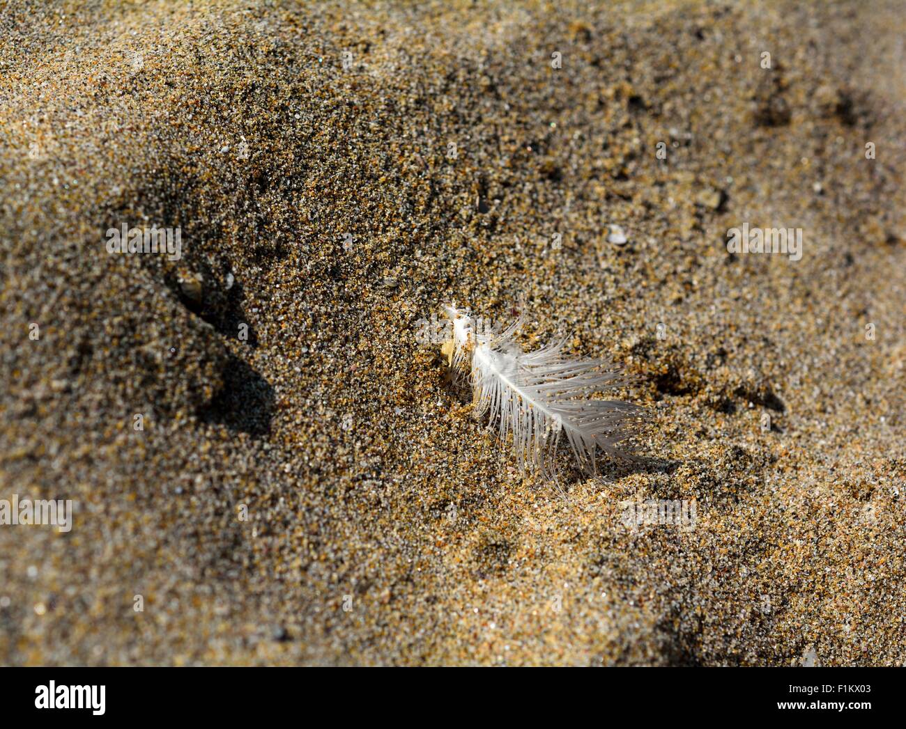 White seagull feather on the beach Stock Photo - Alamy
