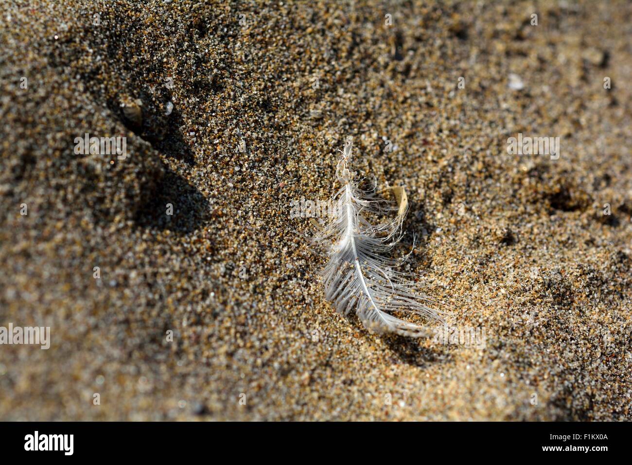 White seagull feather on the beach Stock Photo - Alamy