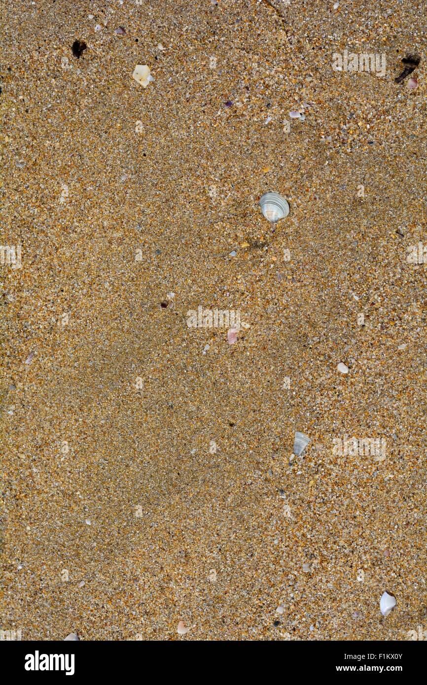 Small seashells in the sand Stock Photo - Alamy