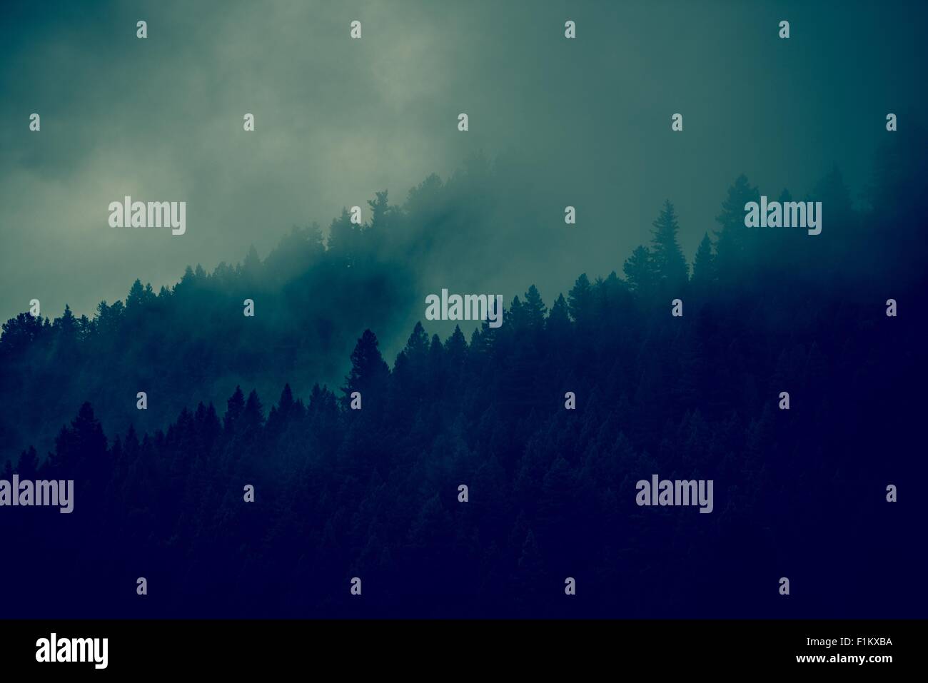 Foggy Forest Background. Forest Tree Lines Layers. Dark Green Color ...