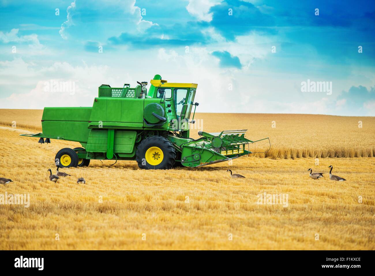 Harvester at Work. Modern Harvester on the Farm Field in Late Summer ...
