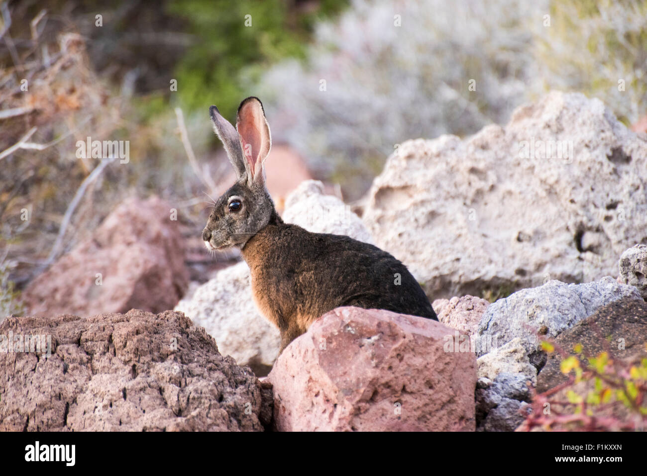 Mexico, Baja, Lapaz, Espiritu Santo. Image of wild rabbit Stock Photo ...