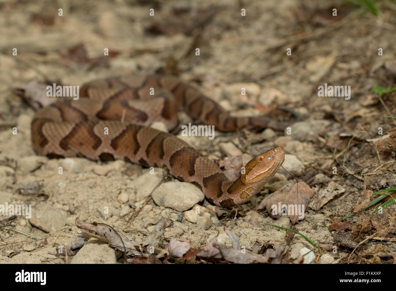 Northern copperhead snake hi-res stock photography and images - Alamy