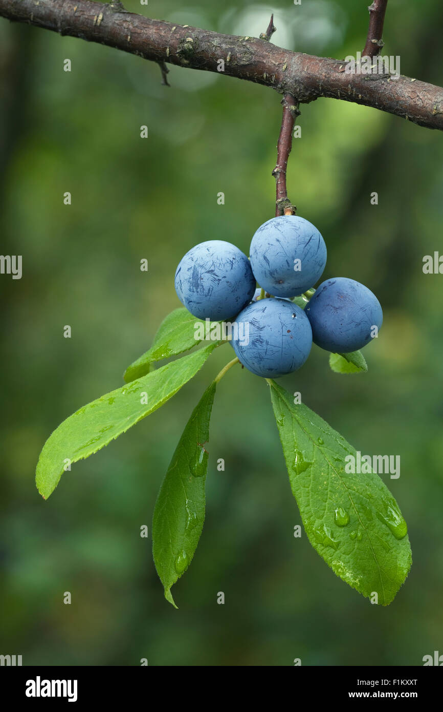 Prunus spinosa plum hi-res stock photography and images - Alamy