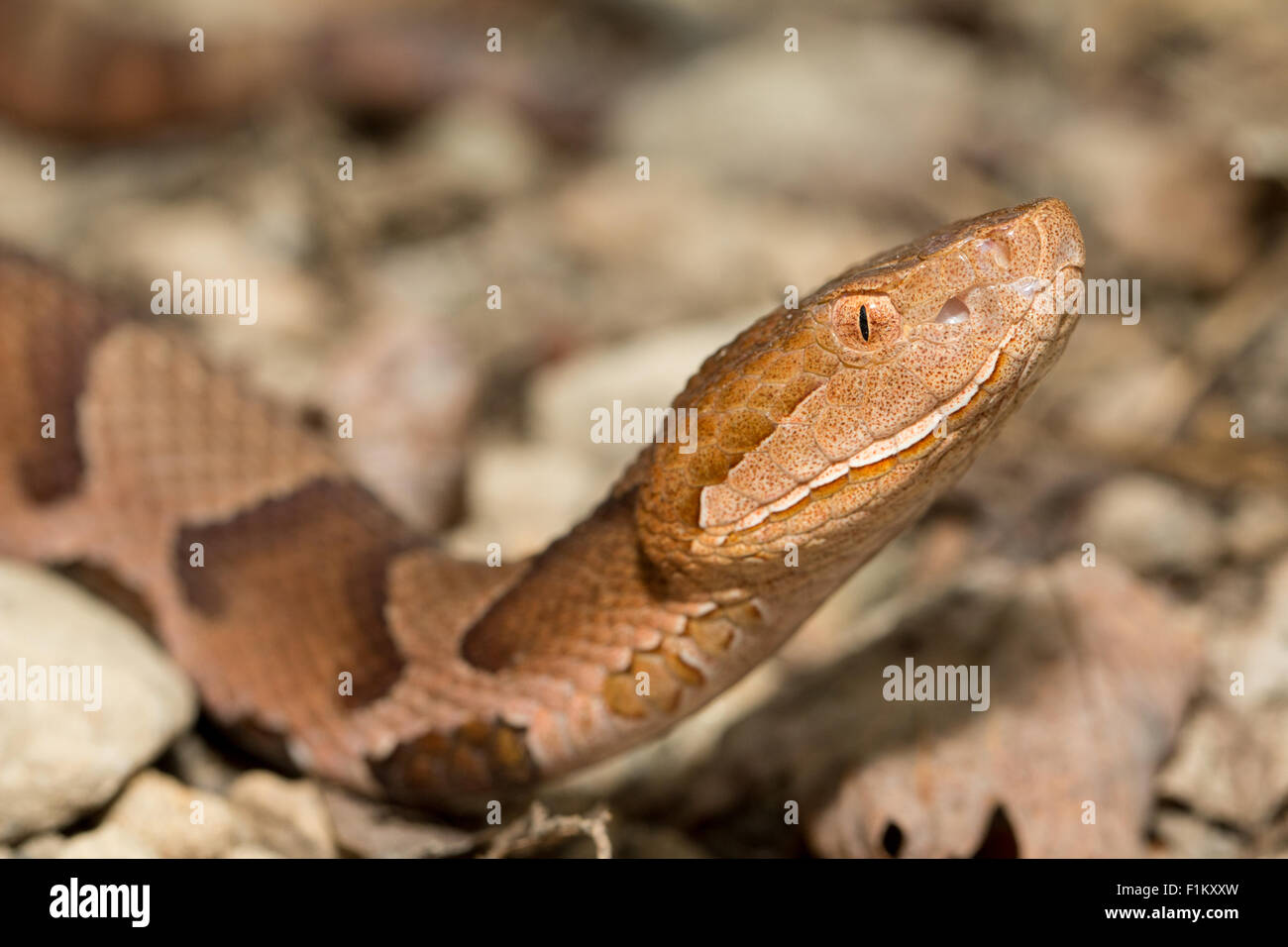 Northern copperhead snake hi-res stock photography and images - Alamy