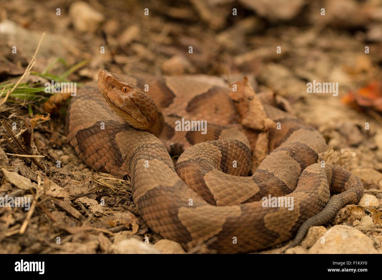 Copperhead, fangs not golf hi-res stock photography and images - Alamy
