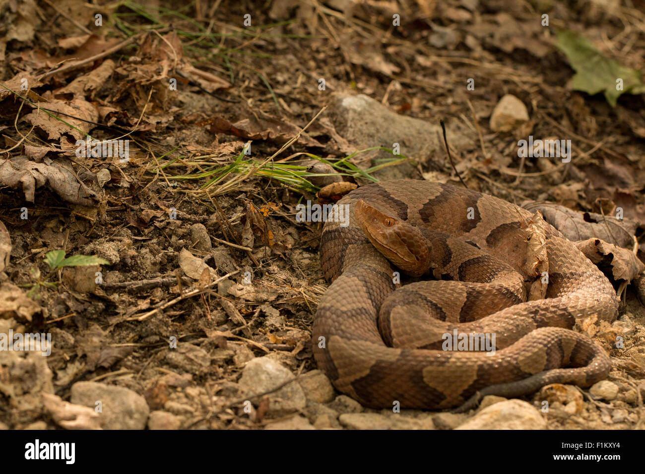 Copperhead Fangs