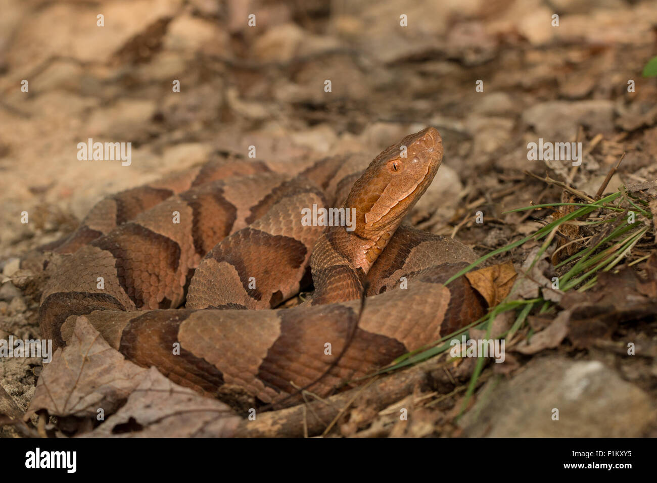 Northern copperhead snake hi-res stock photography and images - Alamy