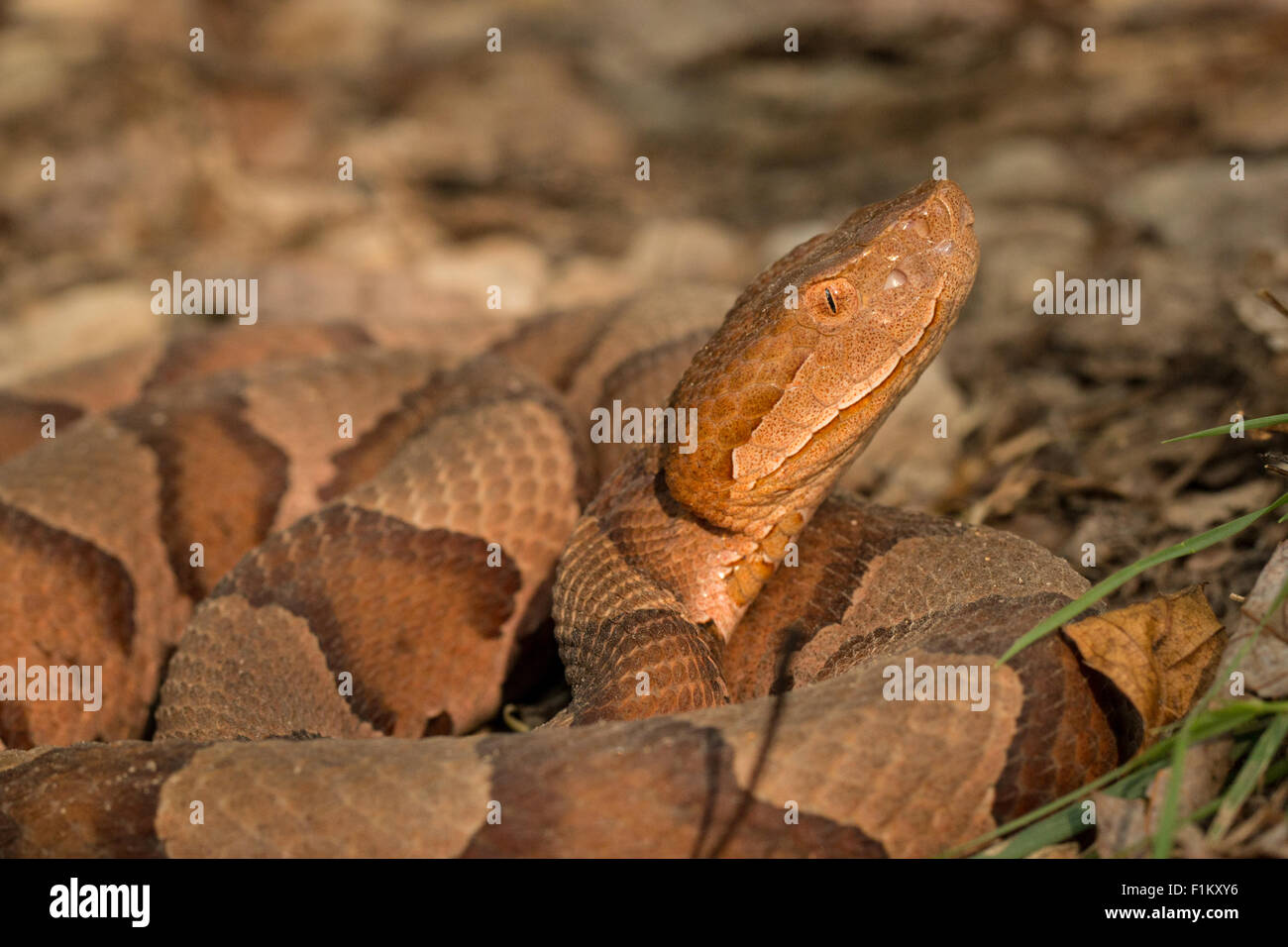 Northern copperhead snake hi-res stock photography and images - Alamy