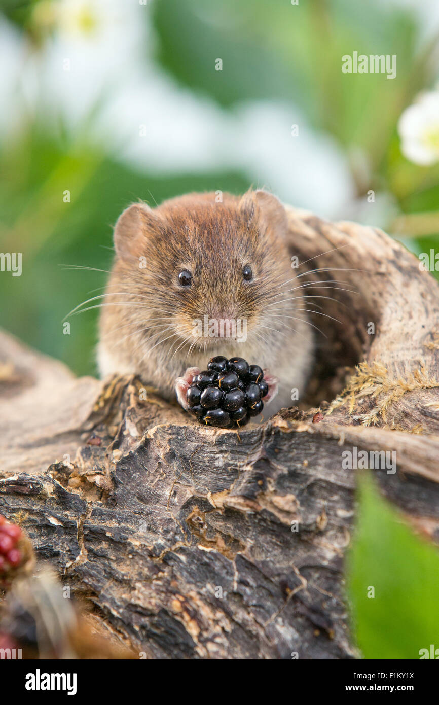 Bank vole (Myodes glareolus) feeding on blackberries Stock Photo - Alamy