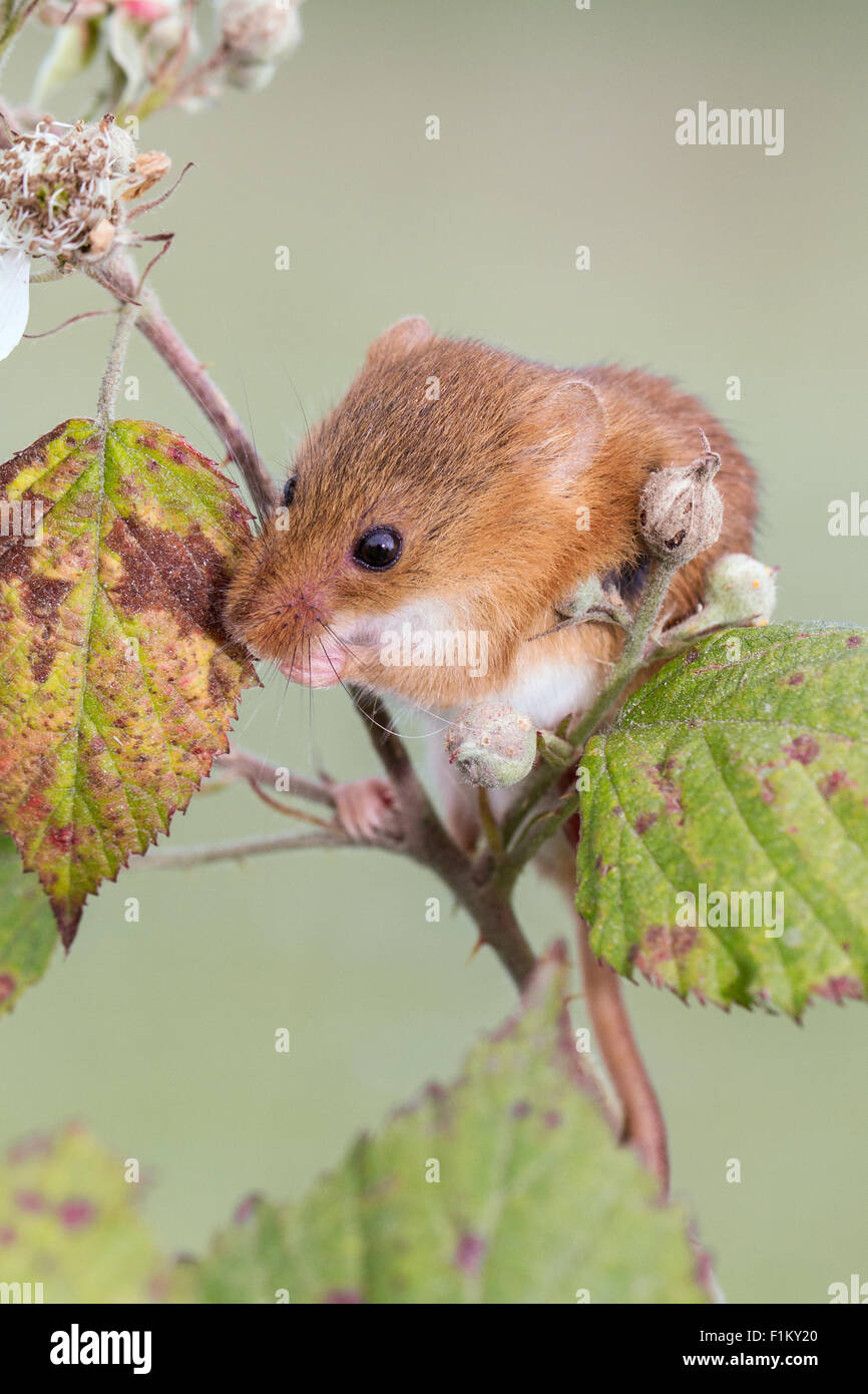 Bramble Climbing High Resolution Stock Photography and Images - Alamy