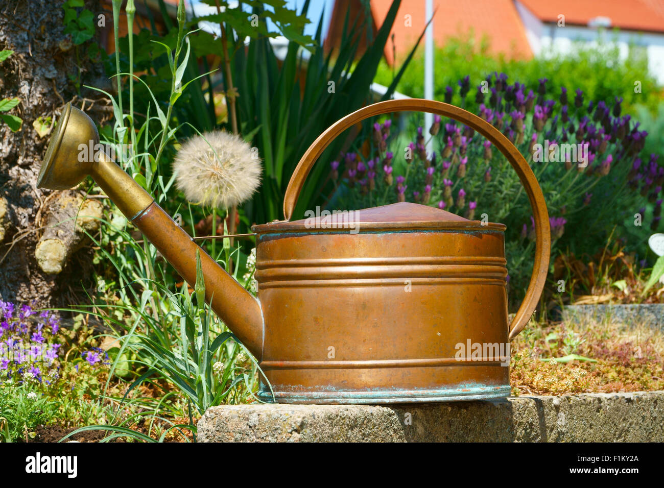 Old copper watering can in the summer garden with lavender in the ...