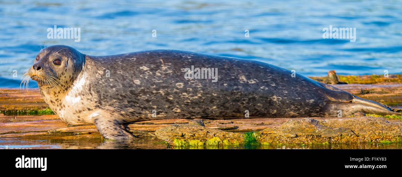 Female Harbor seal resting on Marina log. Puget Sound, State of ...