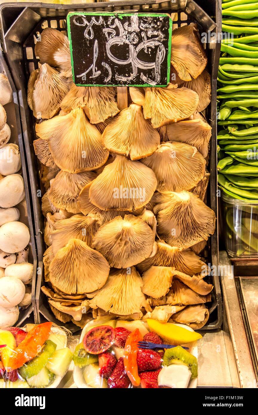 Natural fungus display hi-res stock photography and images - Alamy