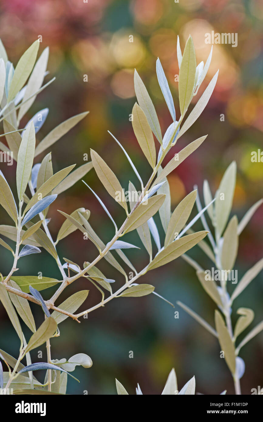 Olive (Olea europaea) branch and leaves Stock Photo - Alamy