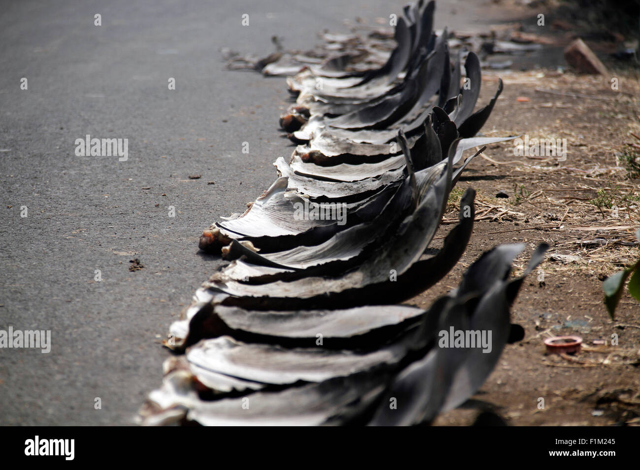 North Minahasa, Indonesia. 28th Aug, 2015. Dried shark fins along the ...