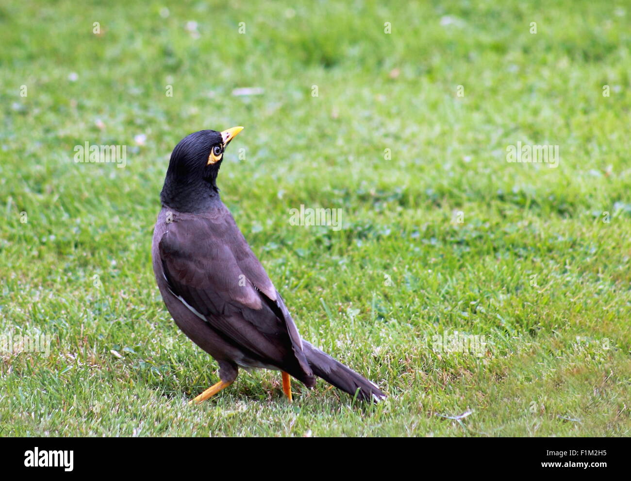 Common Myna Bird Stock Photo - Alamy