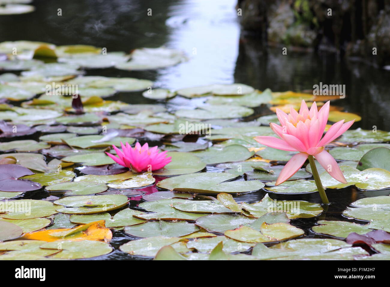 Water Lillies (Nymphaeaceae Stock Photo - Alamy