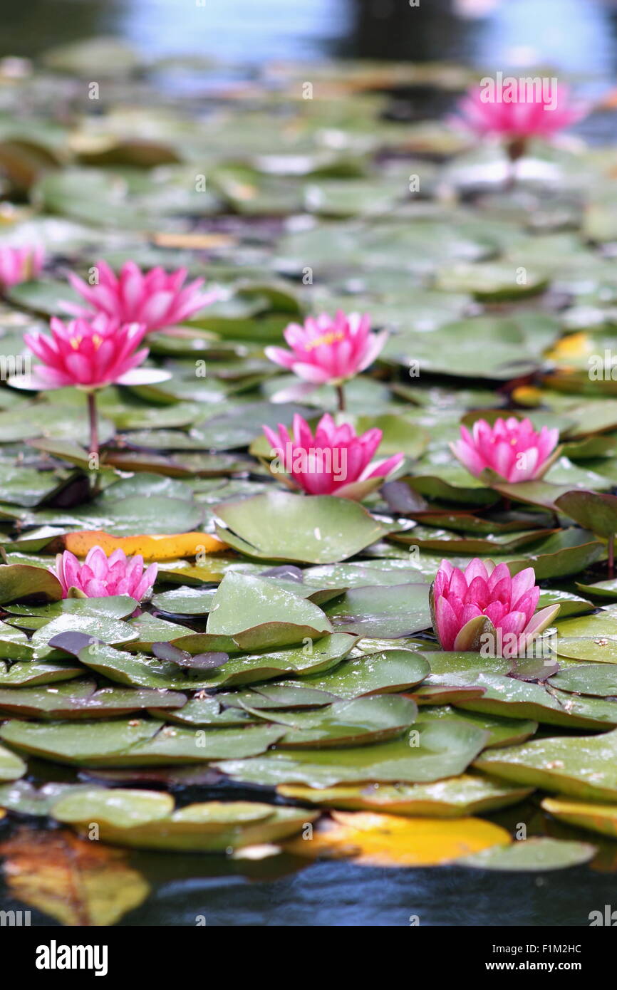 Water Lillies (Nymphaeaceae Stock Photo - Alamy