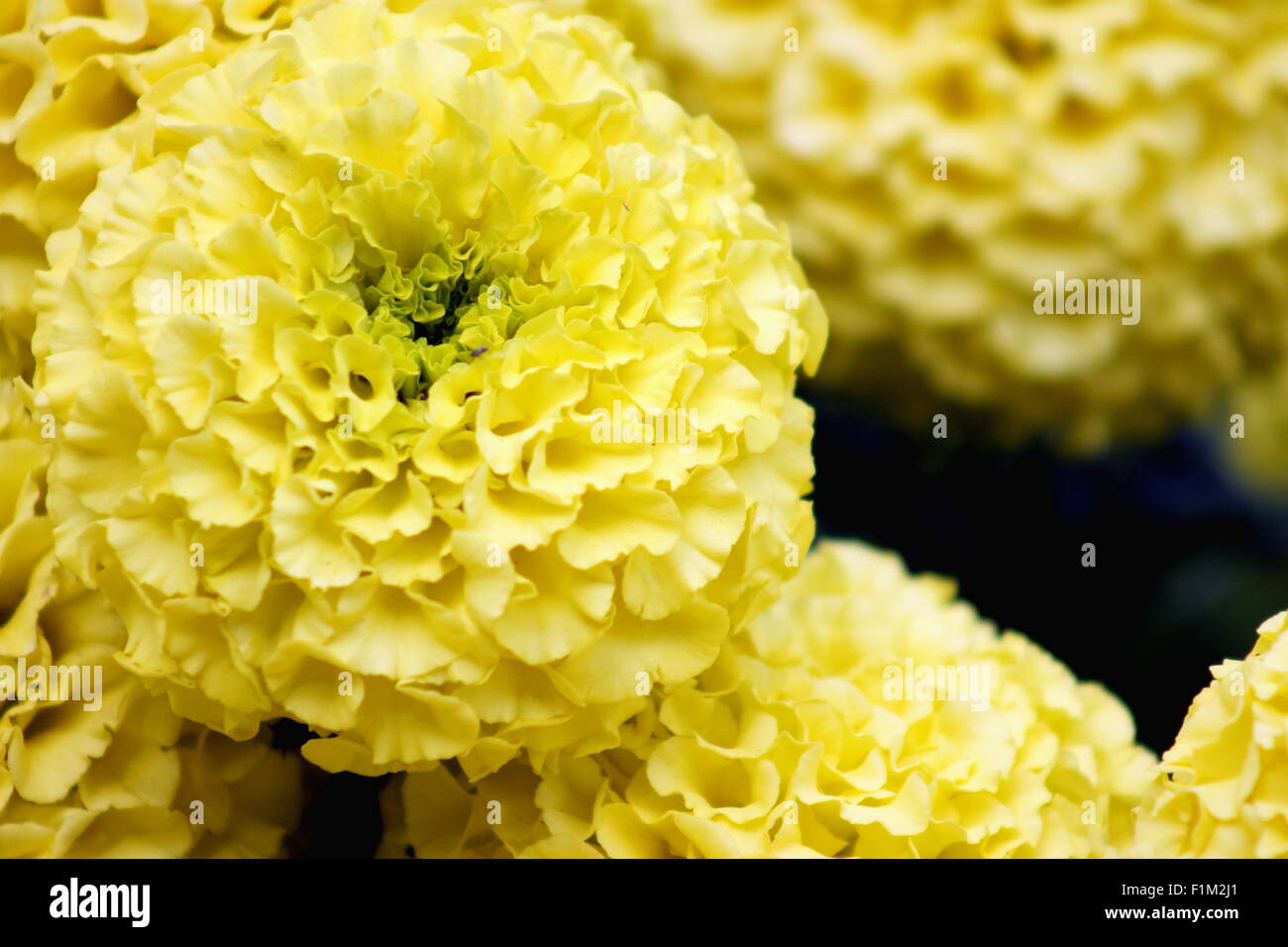 Aztec medicine hi-res stock photography and images - Alamy