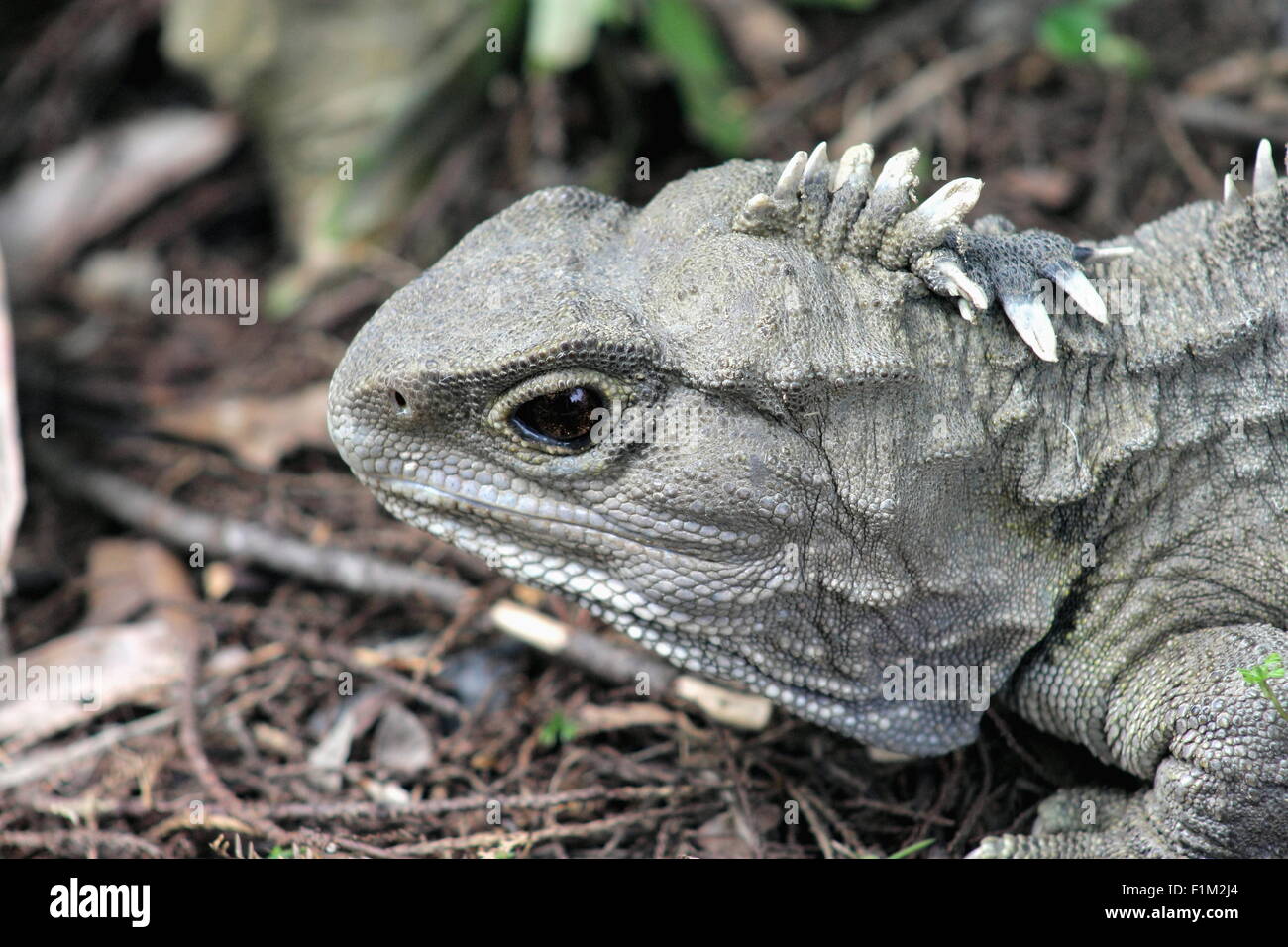 Tuatara lizard hi-res stock photography and images - Alamy