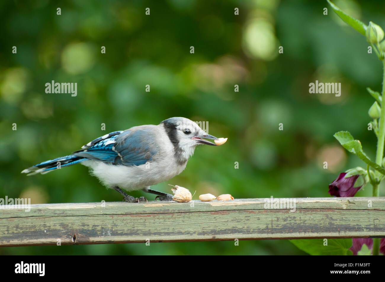Toronto blue jay hi-res stock photography and images - Alamy
