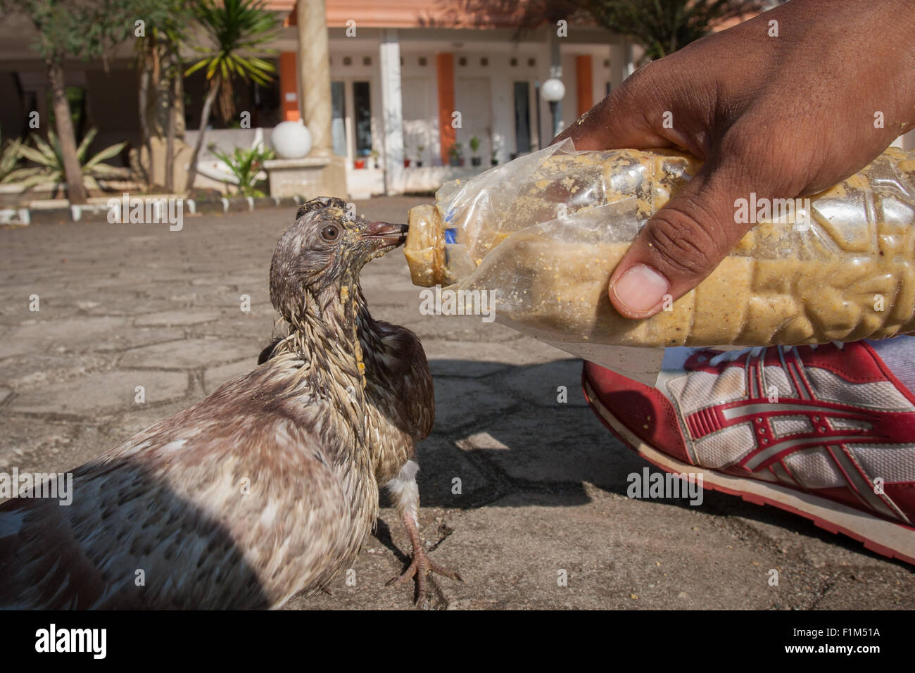 Under a dove hi-res stock photography and images - Alamy