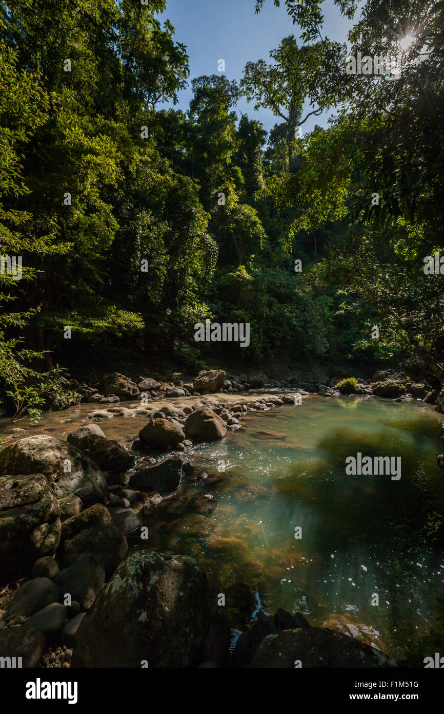 Natural pond by tropical rainforest Stock Photo - Alamy